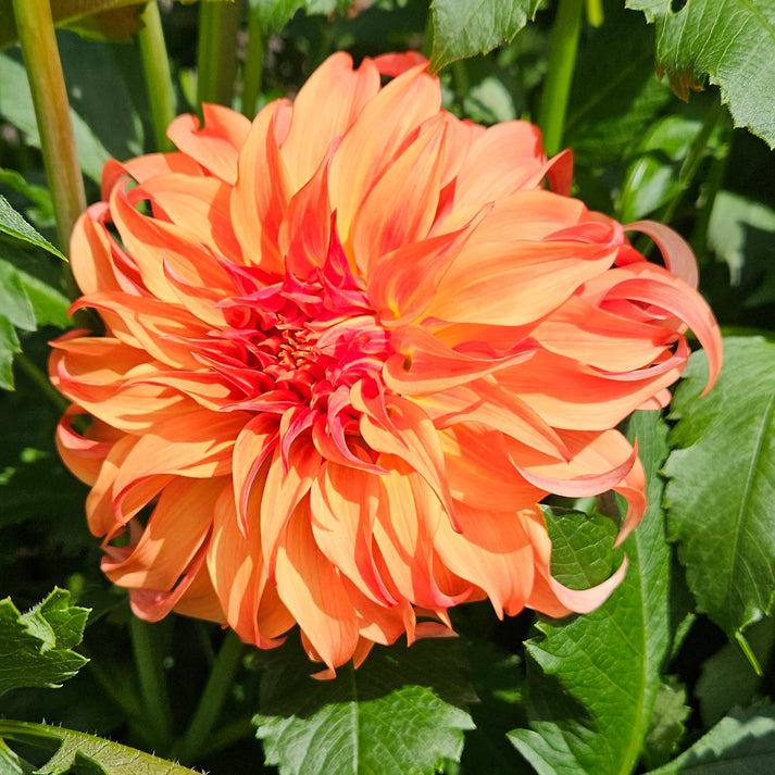 Bloomquist Jean – Random Acts of Dahlias LLC